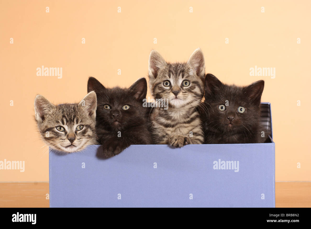 Domestic cat. Four kittens in a cardboard box Stock Photo - Alamy