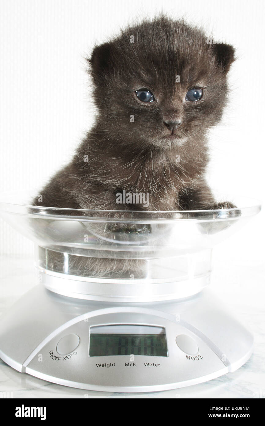 black kitten on a scale Stock Photo - Alamy
