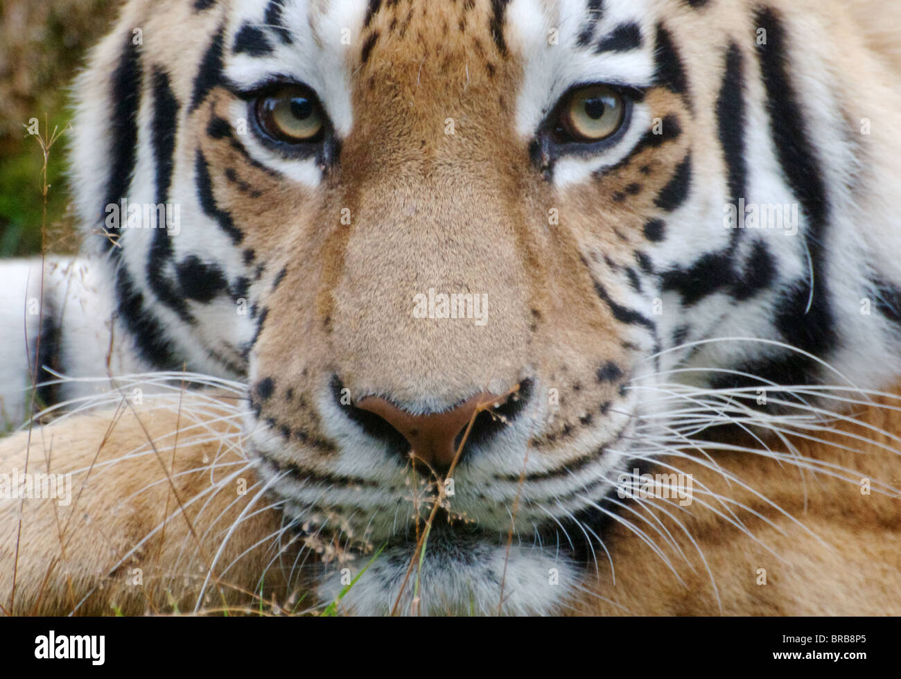 Male Amur (Siberian) tiger (headshot Stock Photo - Alamy