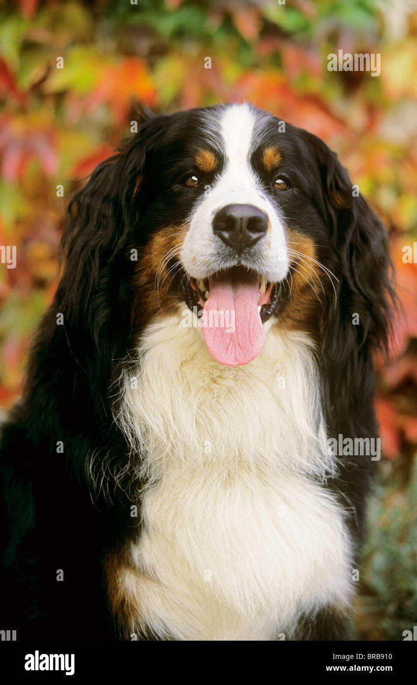 Bernese Mountain dog - portrait Stock Photo - Alamy