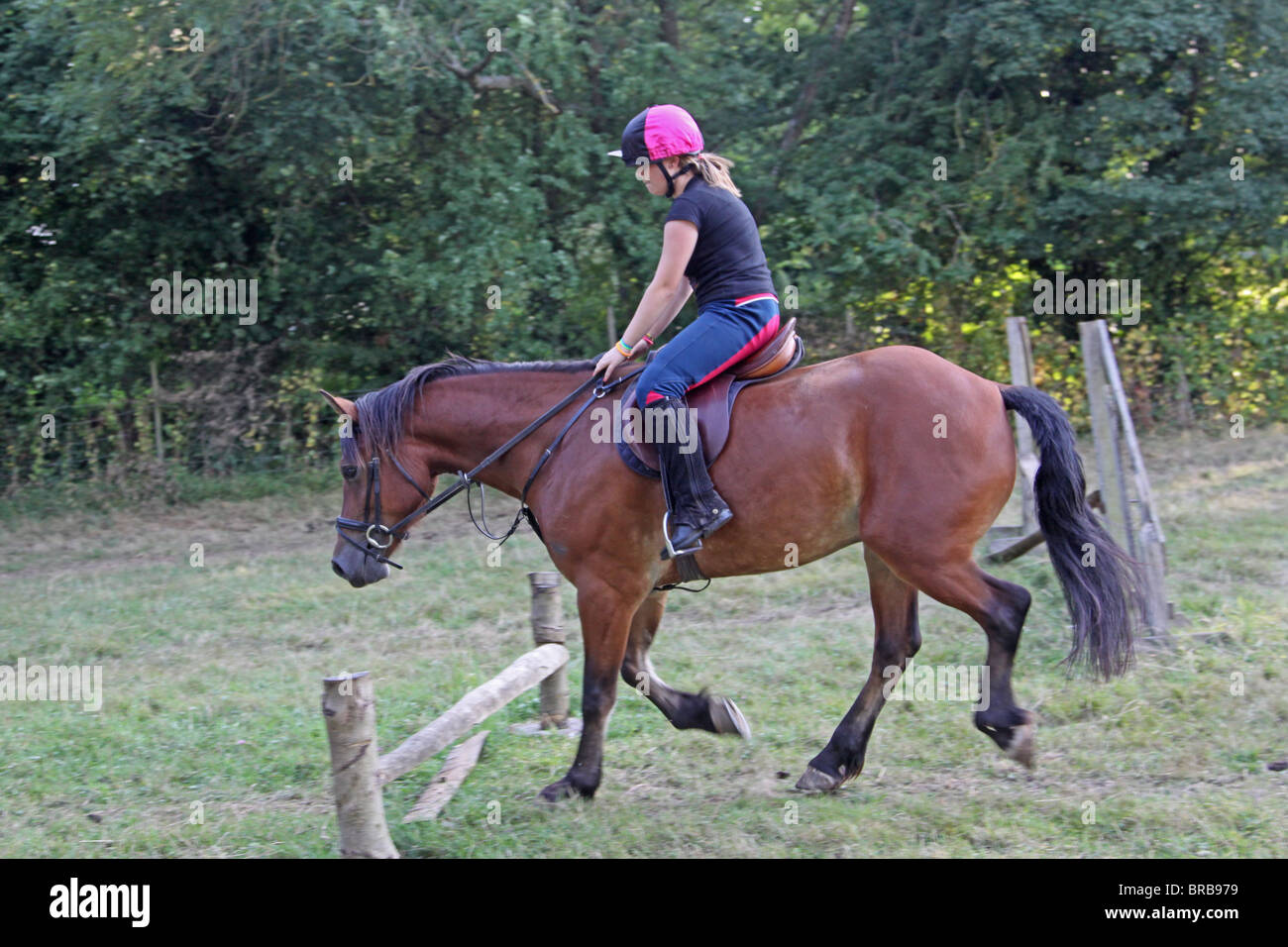 A teeage girl riding a beautiful bay Welsh Cob Stock Photo - Alamy