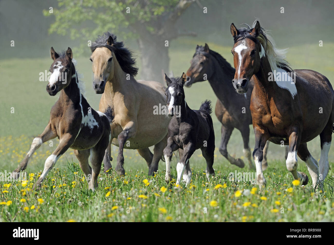 Lewitzer Horse (Equus ferus caballus), mares with foals in a gallop on ...