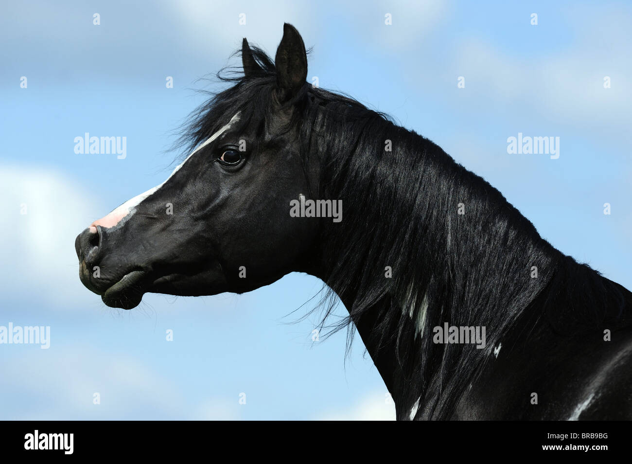 Pinto arabian horse hi-res stock photography and images - Alamy