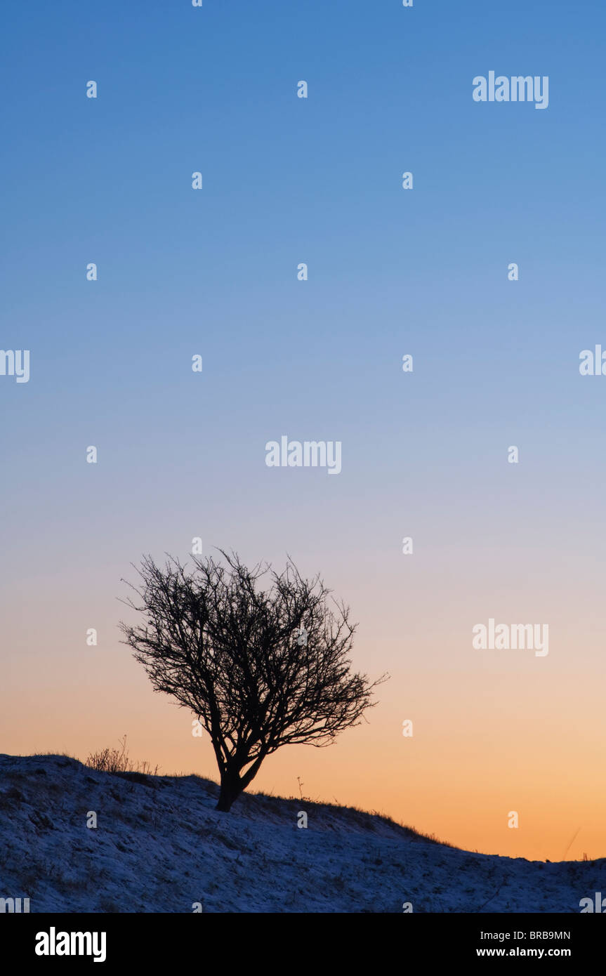 Common Hawthorn, Crataegus monogyna, silhouette at sunset, North Kent ...
