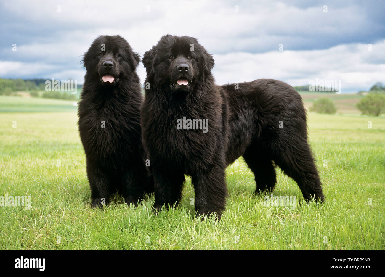 Black newfound dog hi-res stock photography and images - Alamy
