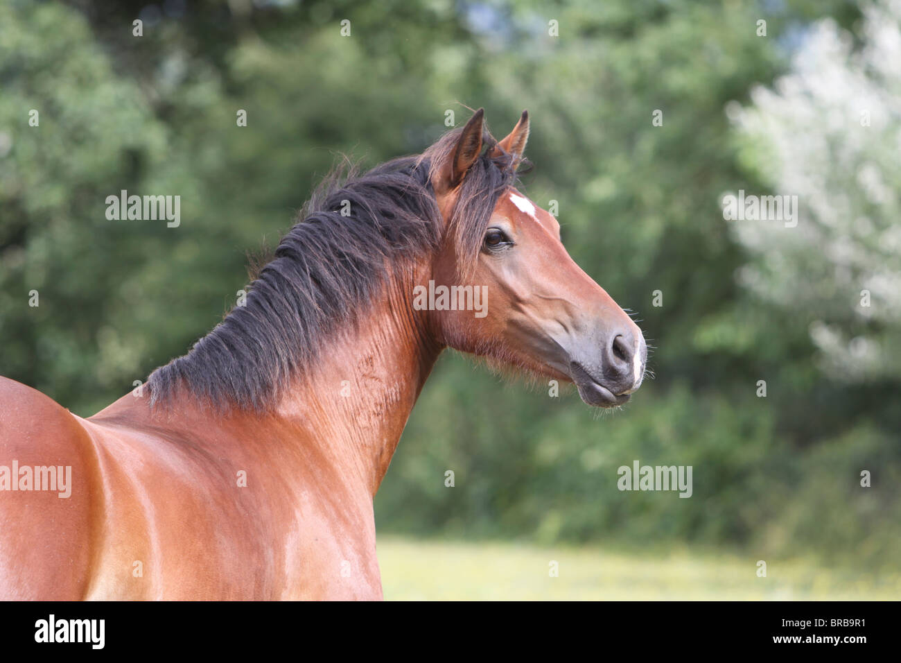 Welsh pony section d hi-res stock photography and images - Alamy