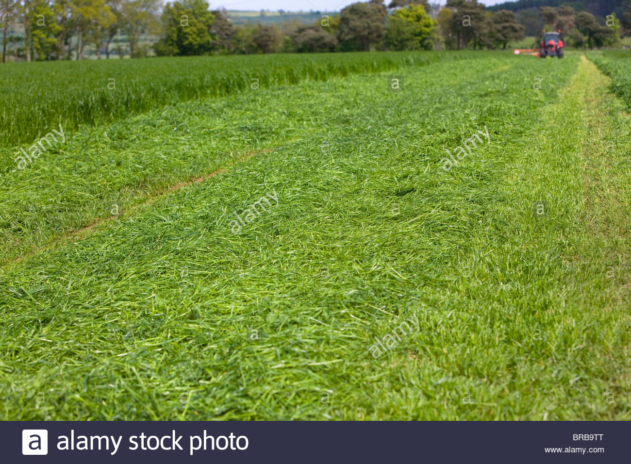 Grass Silage Stock Photos & Grass Silage Stock Images - Alamy