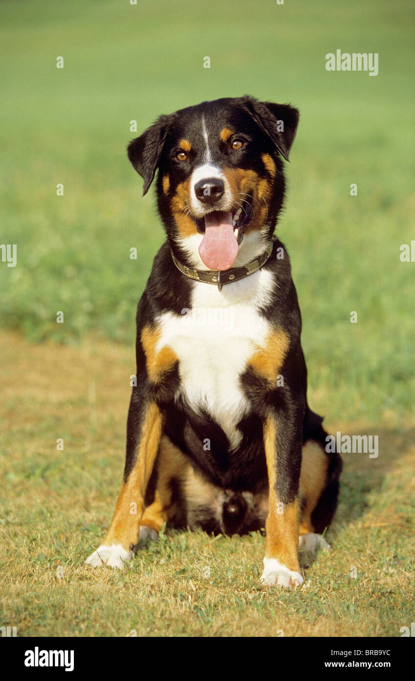 Appenzeller sennenhund hi-res stock photography and images - Alamy
