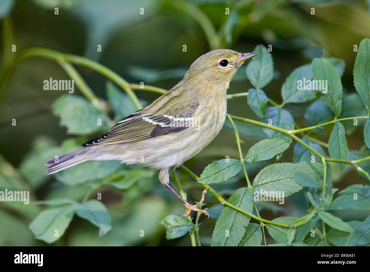 Female Blackpoll Warbler Perched on a Leafy Branch Stock Photo - Alamy