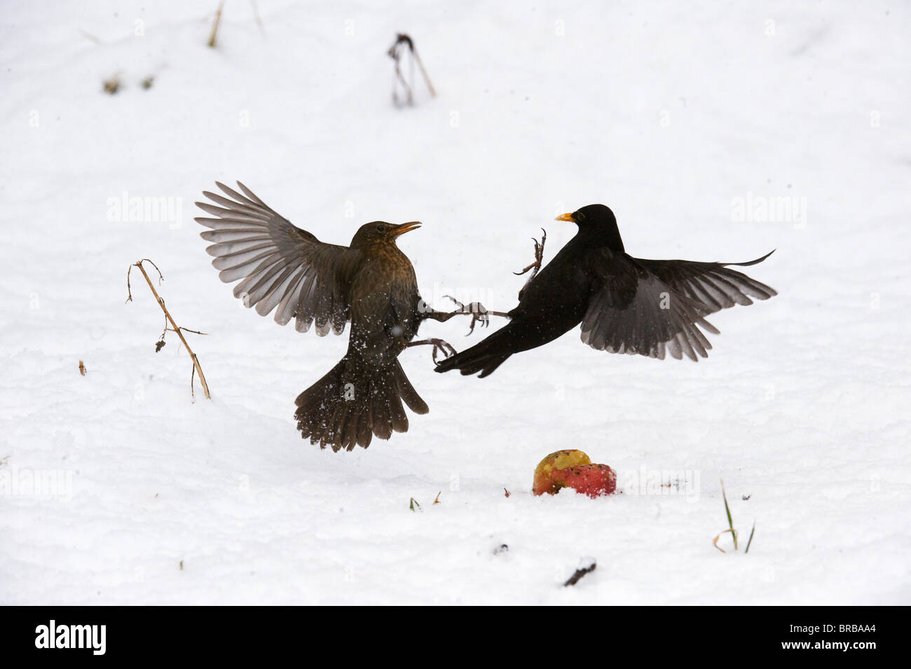 two Common Blackbirds - fighting in the snow / Turdus merula Stock ...
