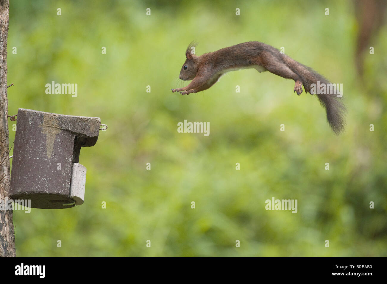 Flying squirrel jump hi-res stock photography and images - Alamy