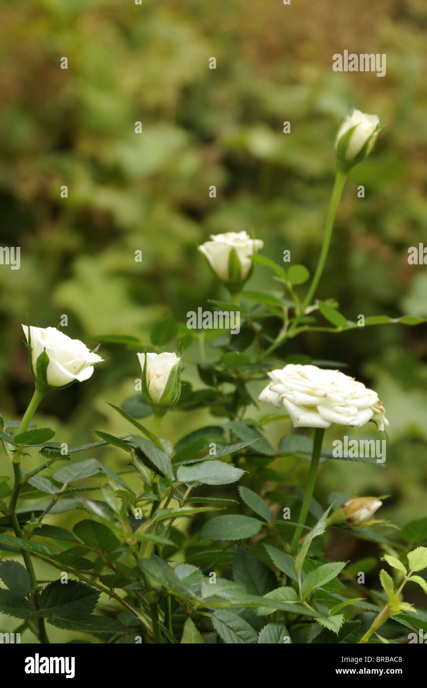 Miniature white roses Stock Photo - Alamy