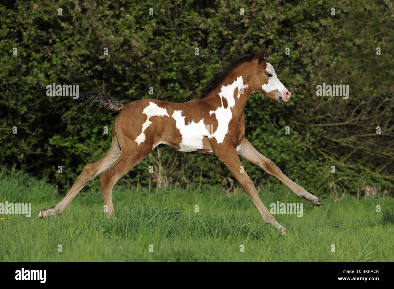 Pinto arabian horse hi-res stock photography and images - Alamy