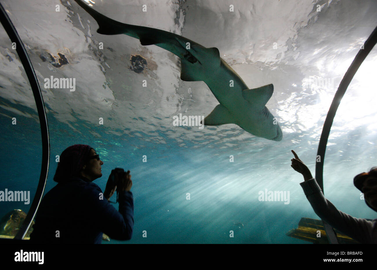 Acrylic tunnel aquarium hi-res stock photography and images - Alamy