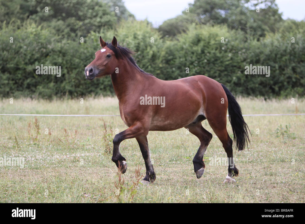 A beautiful bay Welsh Cob trotting in his field Stock Photo - Alamy