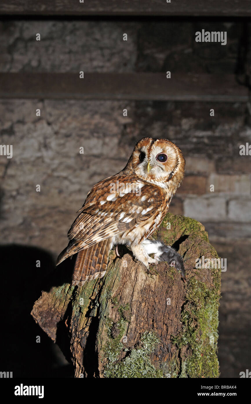 Strix Uk High Resolution Stock Photography and Images - Alamy