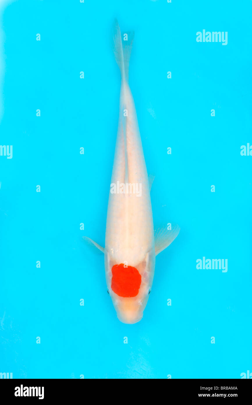 Koi Carp (Cyprinus carpio) in a container, seen from above. Variety ...