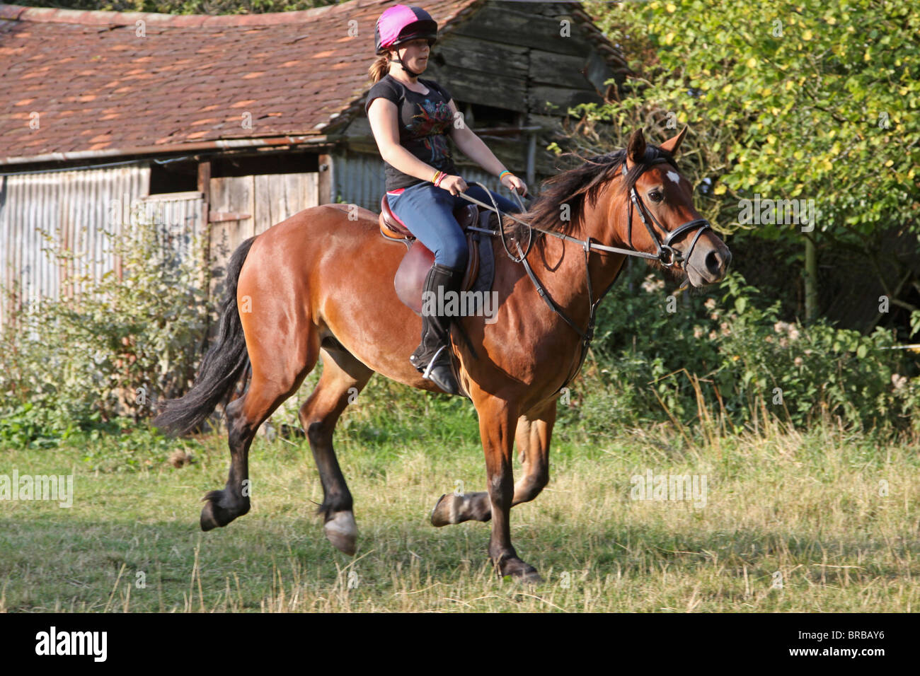 A teeage girl riding a beautiful bay Welsh Cob Stock Photo - Alamy