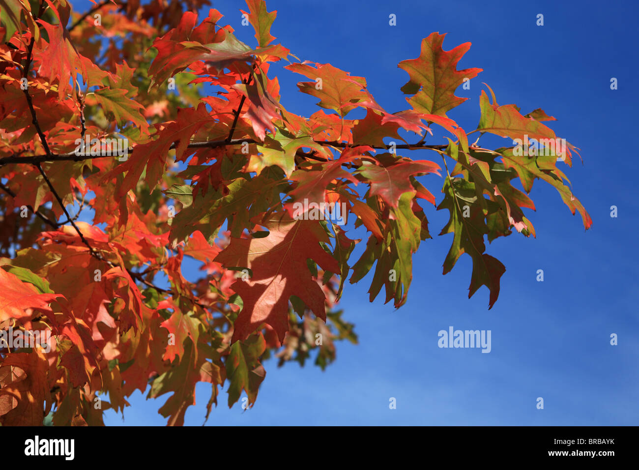 Leaves changing colour in September. England, UK Stock Photo - Alamy