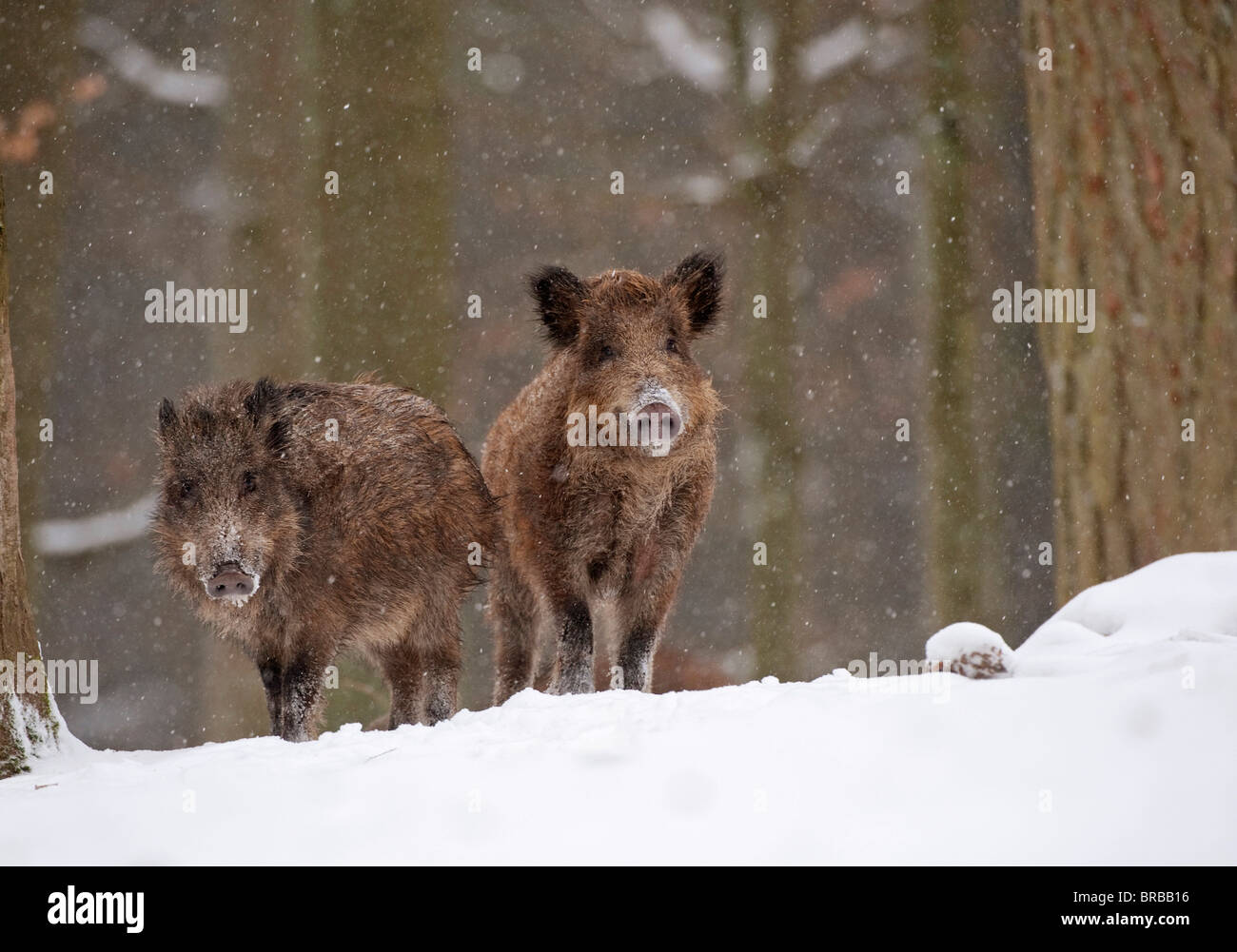 Two boars hi-res stock photography and images - Alamy