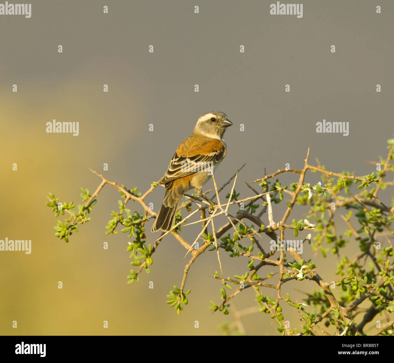 Female Cape Sparrow Passer melanurus Namaqualand Northern Cape South ...