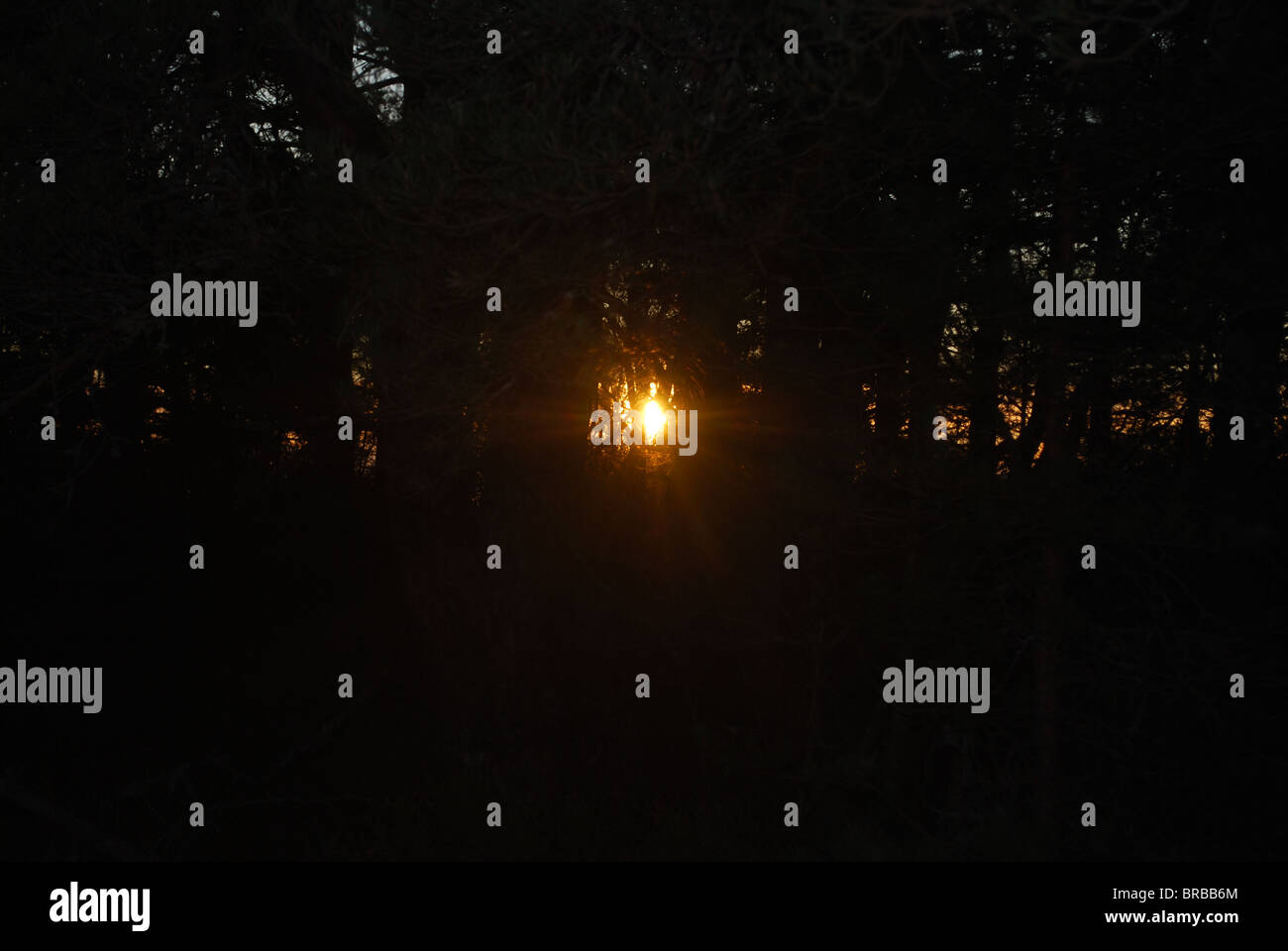 sun between trees Stock Photo - Alamy
