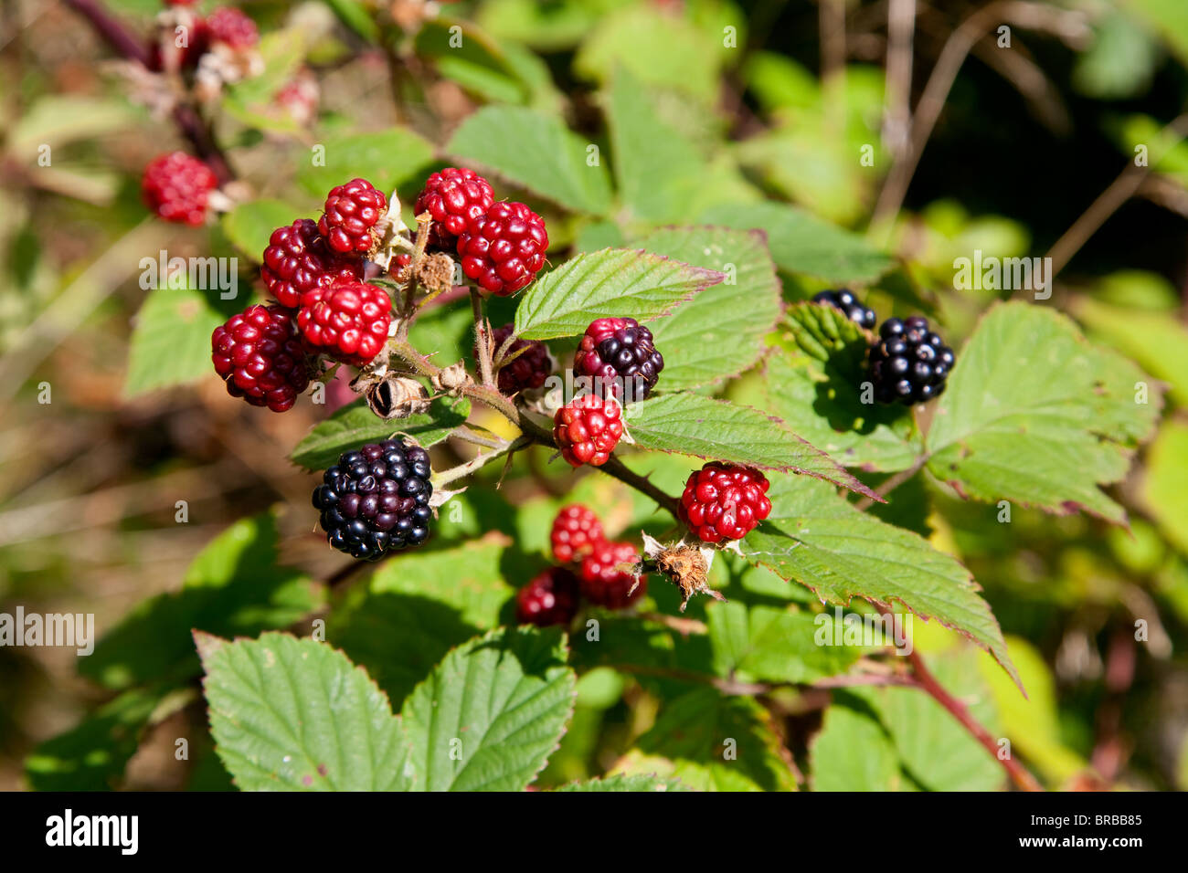 Bramble Berries Stock Photos & Bramble Berries Stock Images - Alamy