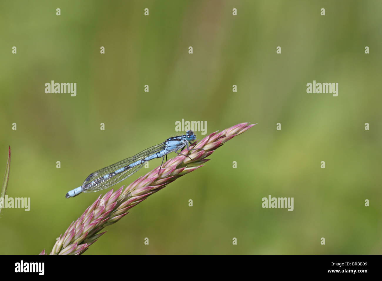 Purple Damselfly High Resolution Stock Photography and Images - Alamy