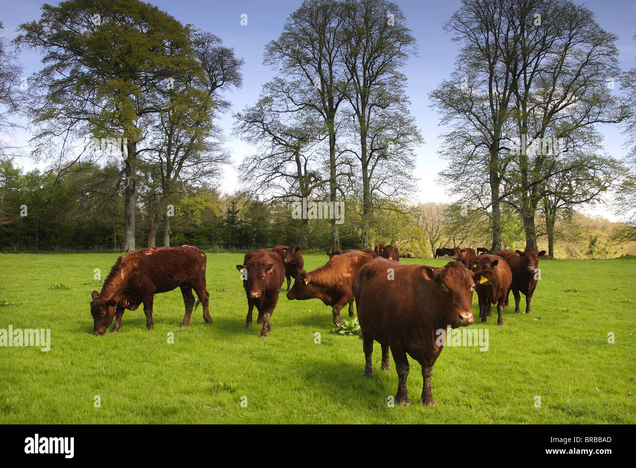 Devon Ruby Red cattle in a Devon field Stock Photo - Alamy