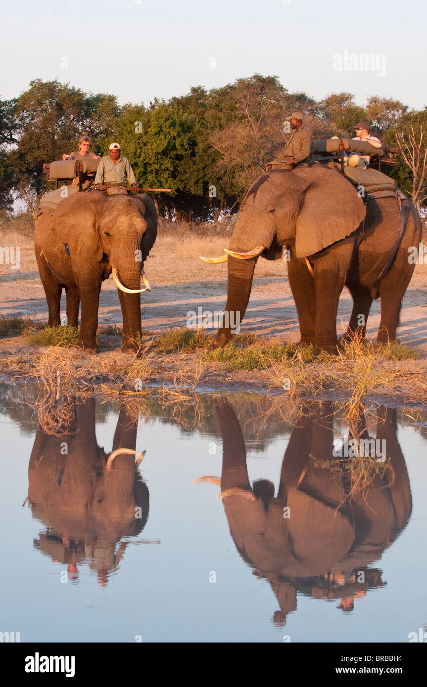 Elephant back safari, Abu Camp, Okavango Delta, Botswana Stock Photo ...