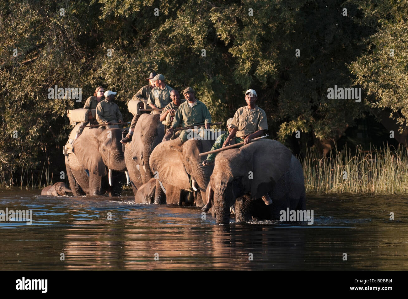 Elephant back hi-res stock photography and images - Alamy