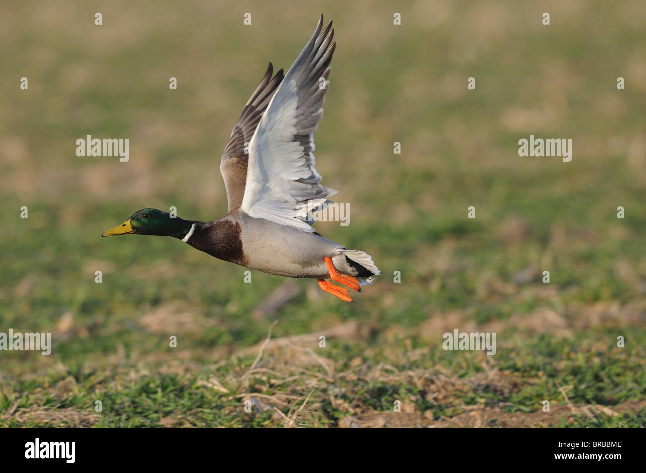 Mallard - flying Stock Photo - Alamy