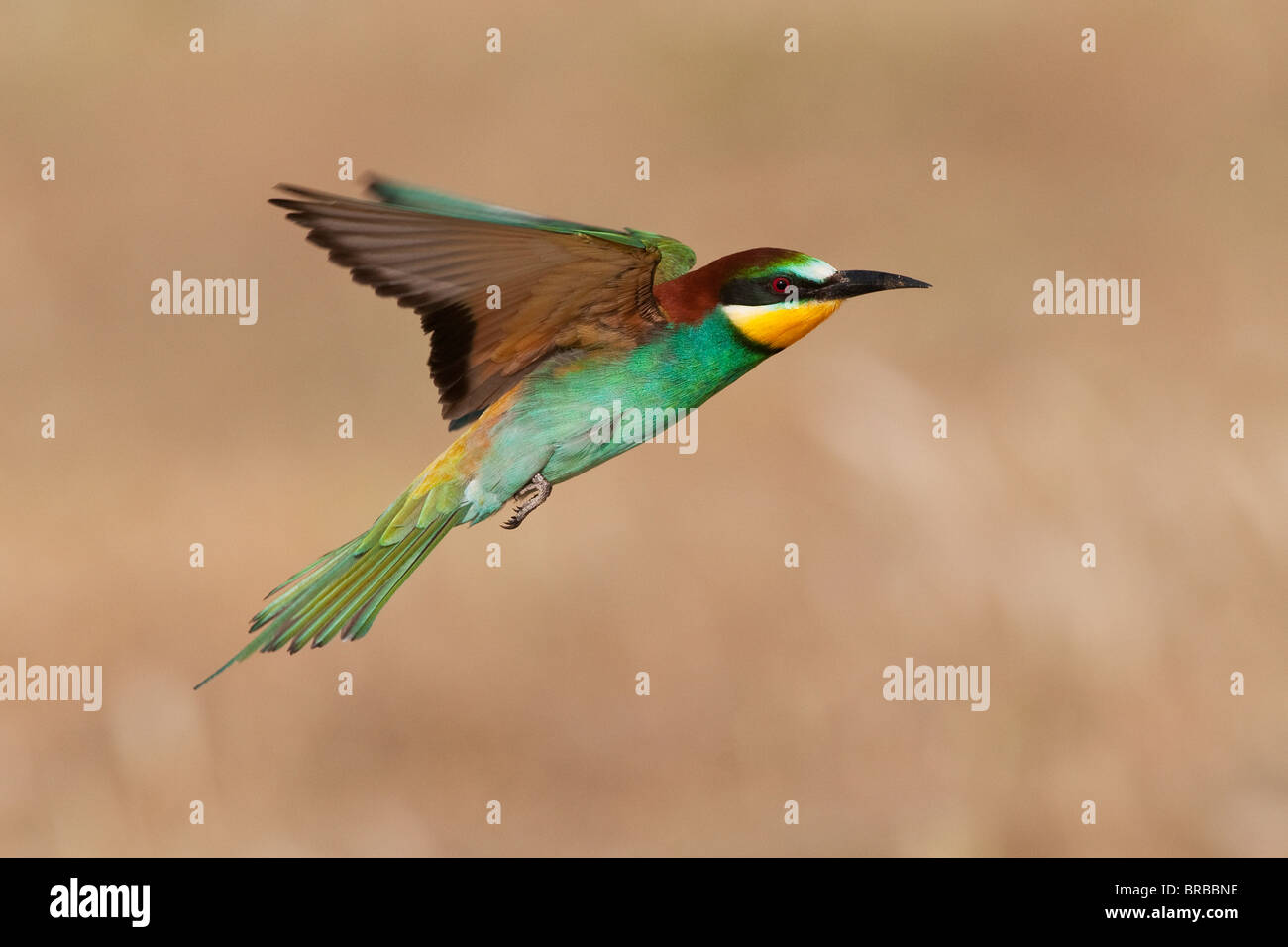 Flying bee eater hi-res stock photography and images - Alamy