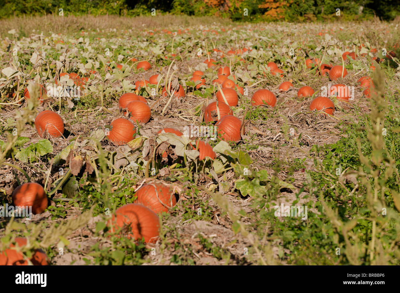 Growers harvest pumpkins hi-res stock photography and images - Alamy