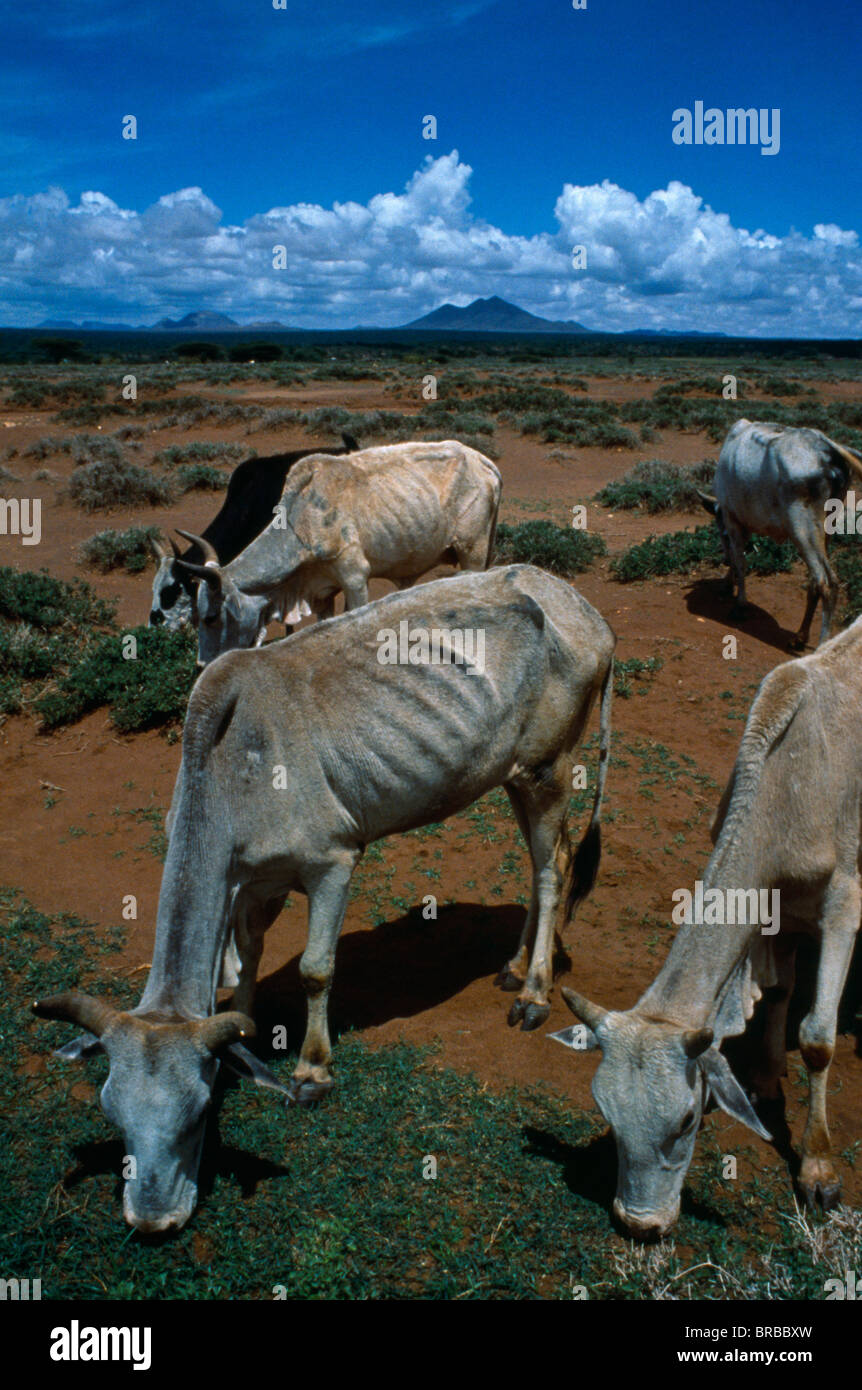 KENYA Environment Drought Stock Photo - Alamy