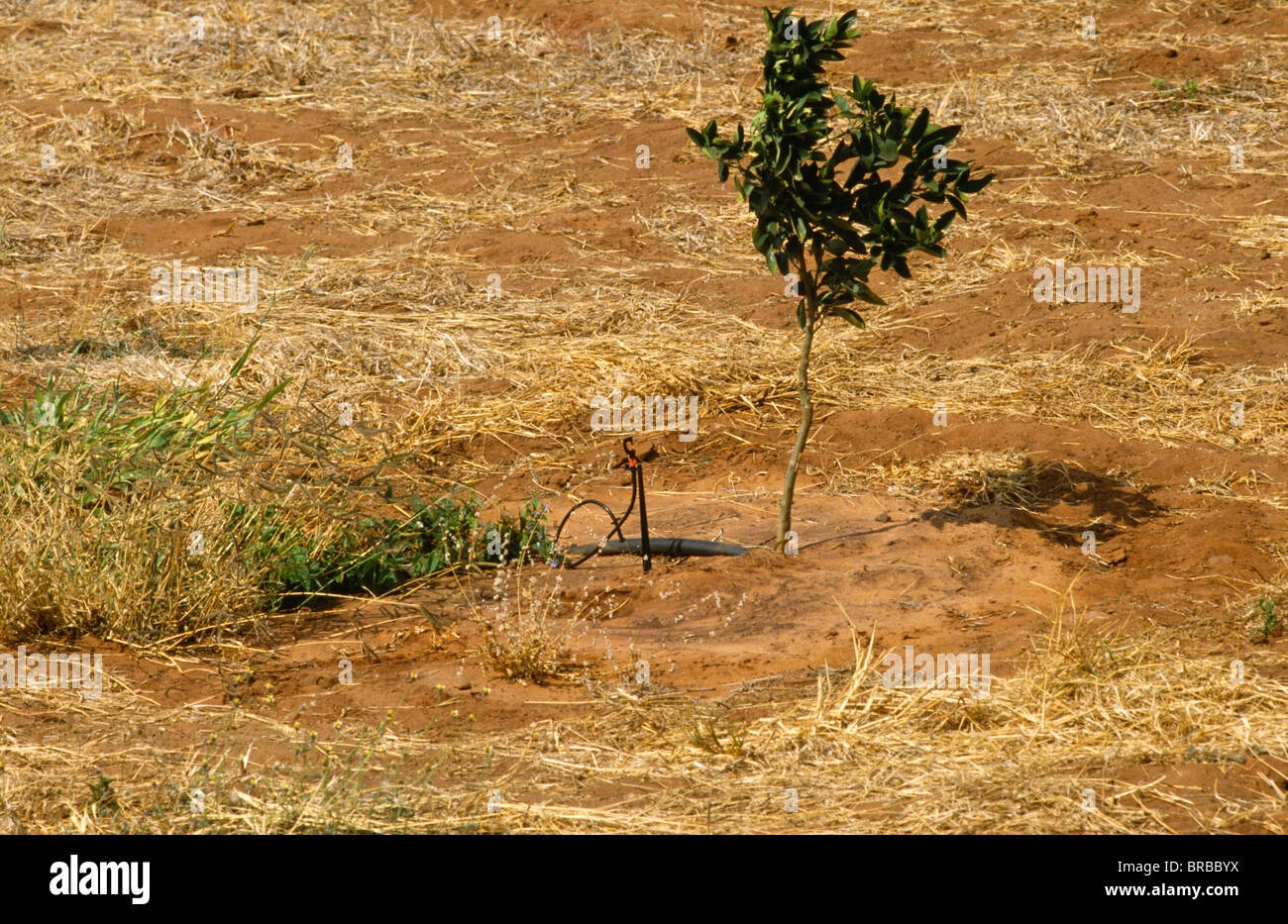Botswanan agriculture hi-res stock photography and images - Alamy
