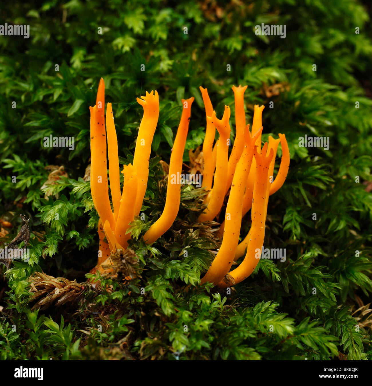 Stags Horn Fungus, Calocera viscosa Stock Photo - Alamy
