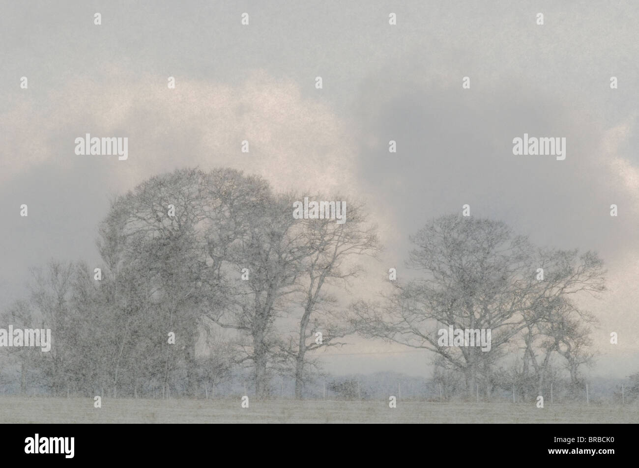 Oak Tree In Snow Storm High Resolution Stock Photography and Images - Alamy
