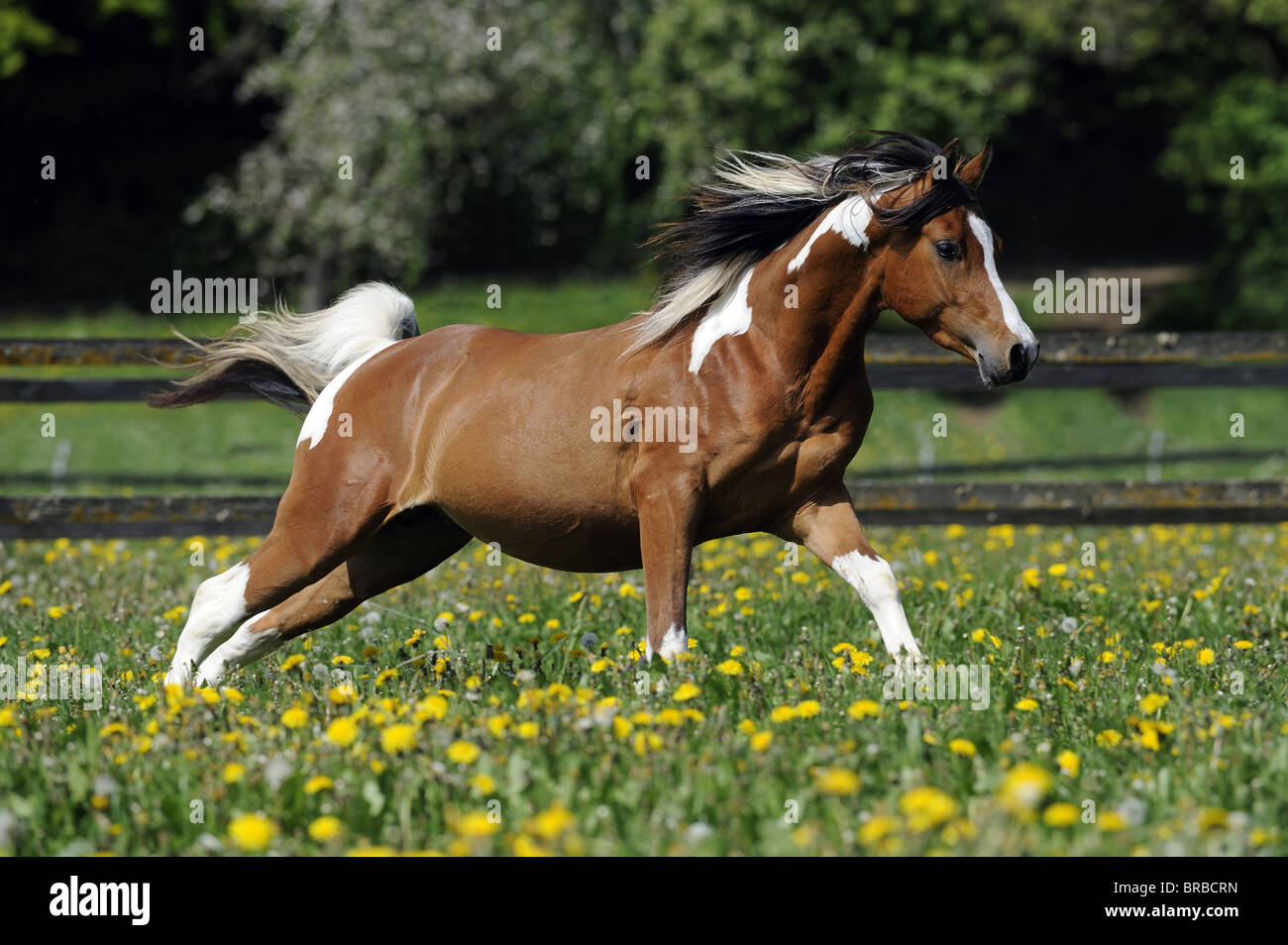 Pinto arabian horse hi-res stock photography and images - Alamy