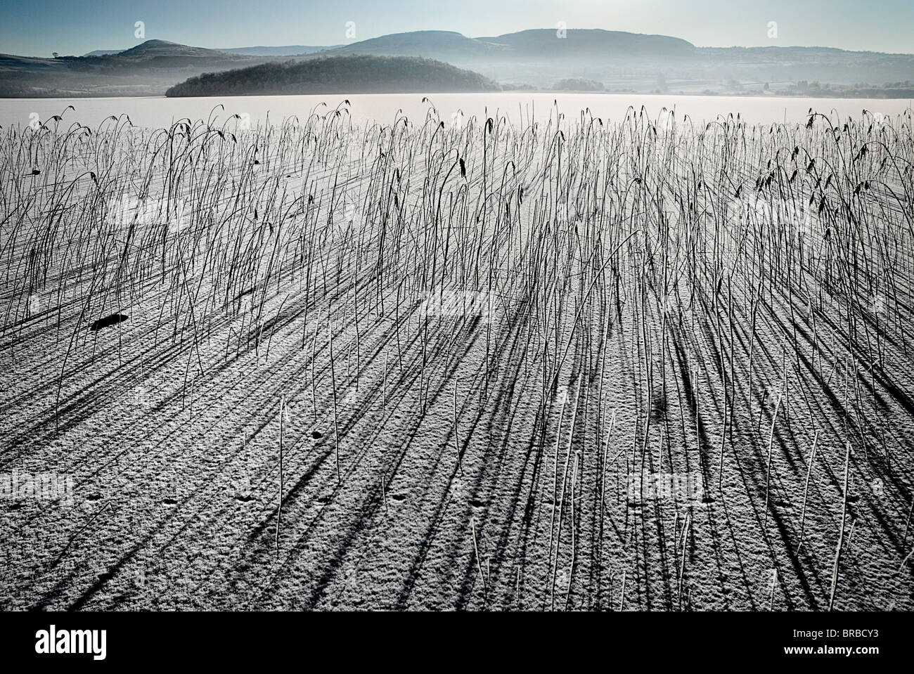 IRELAND County Fermanagh Lough Macnean Frozen with reeds casting long ...