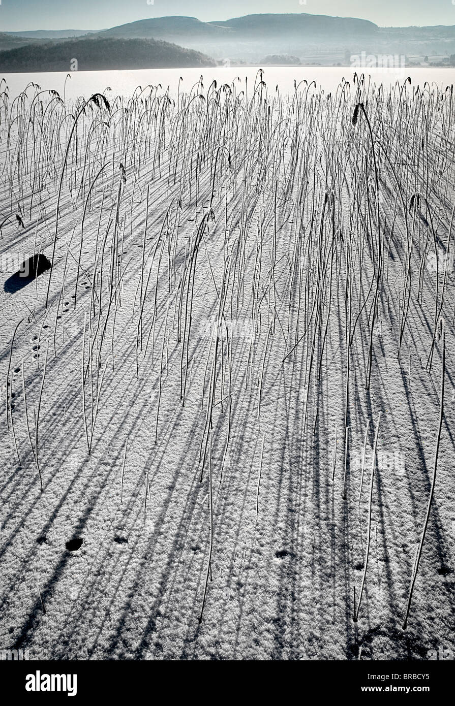 IRELAND County Fermanagh Lough Macnean Frozen with reeds casting long ...