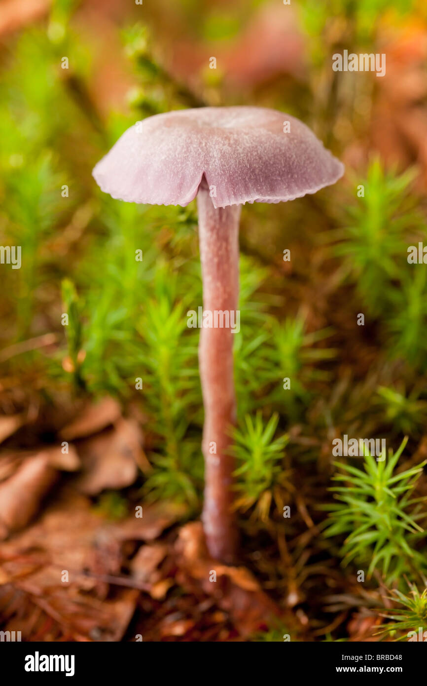 Amethyst Deceiver mushroom (Laccaria amethystina Stock Photo - Alamy