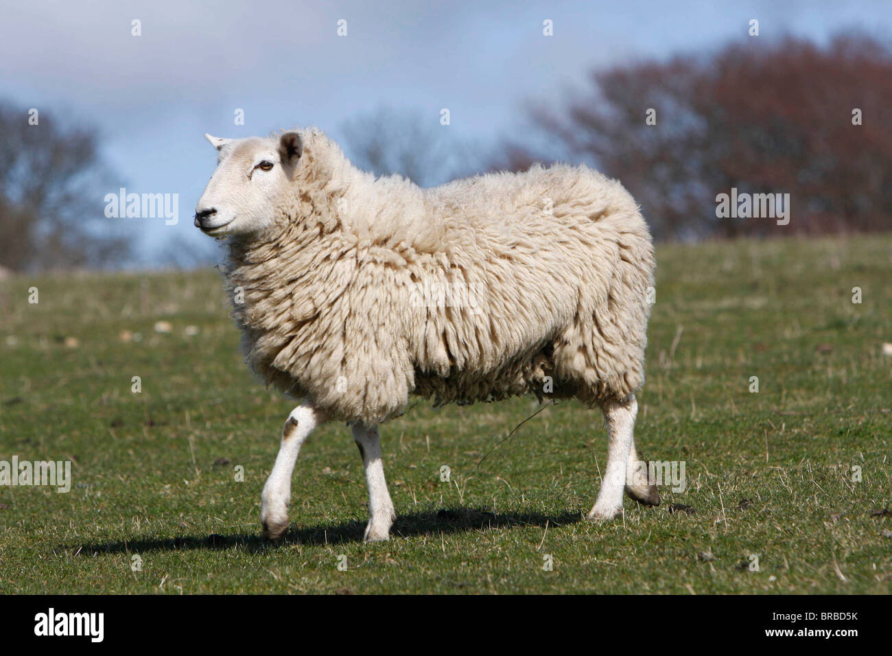 AGRICULTURE Farming Animals Stock Photo - Alamy