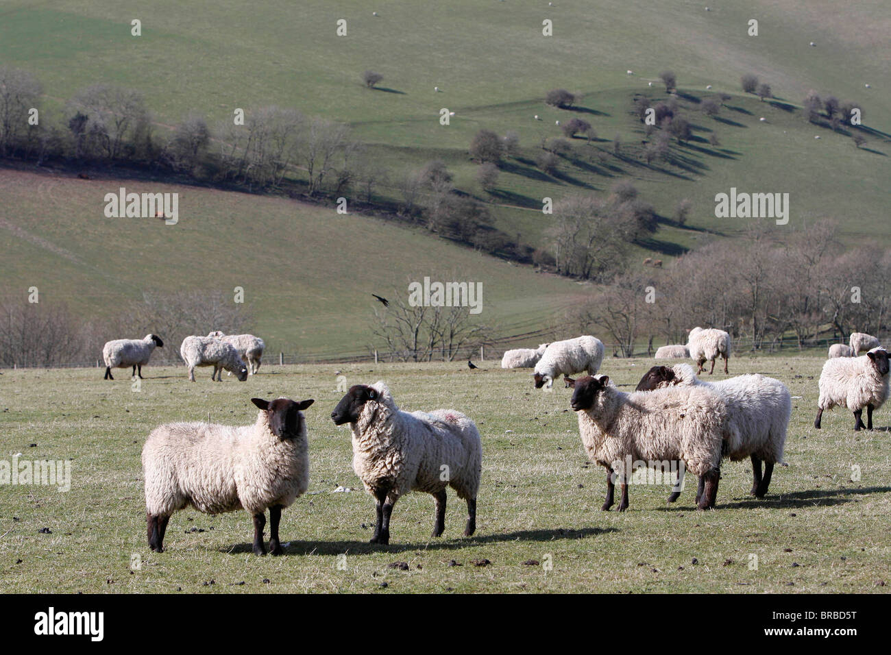 AGRICULTURE Farming Animals Stock Photo - Alamy