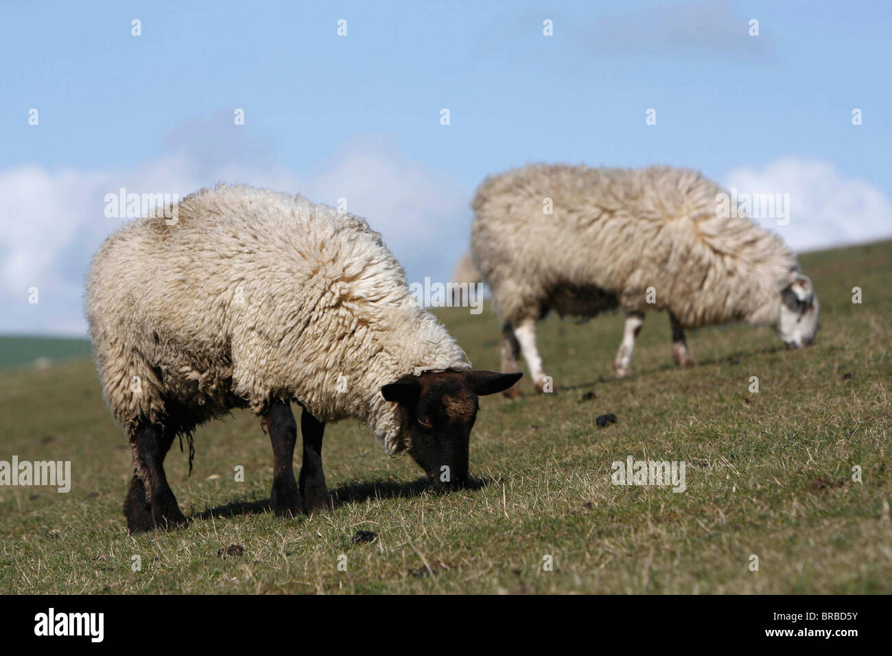 AGRICULTURE Farming Animals Stock Photo - Alamy