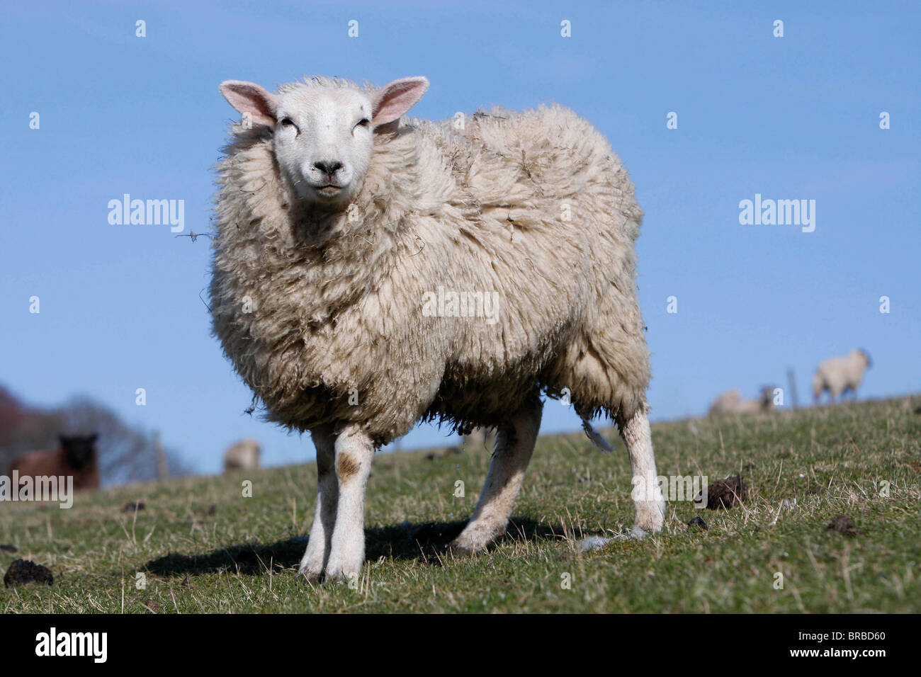 AGRICULTURE Farming Animals Stock Photo - Alamy