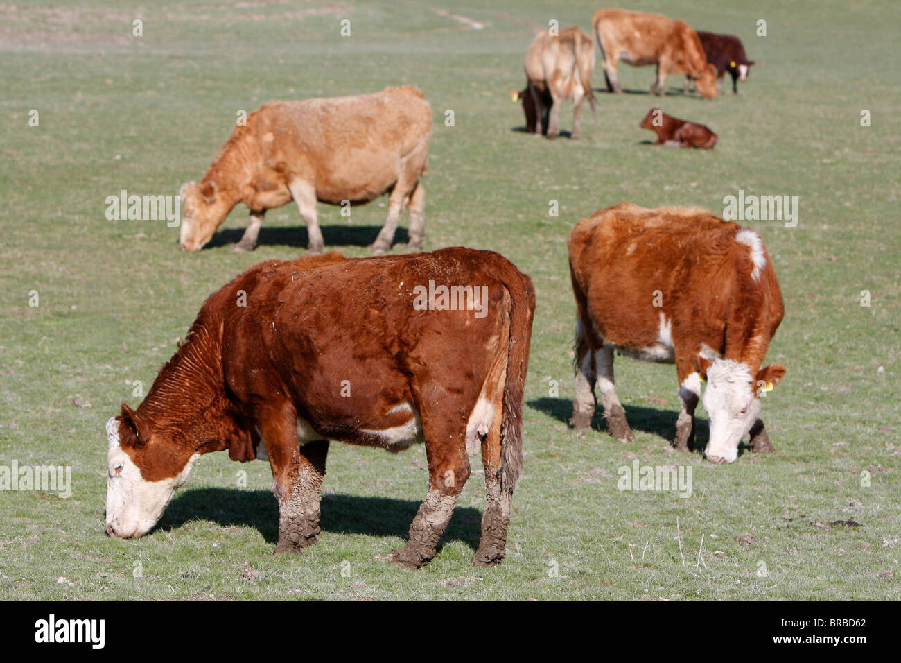 AGRICULTURE Farming Animals Stock Photo - Alamy