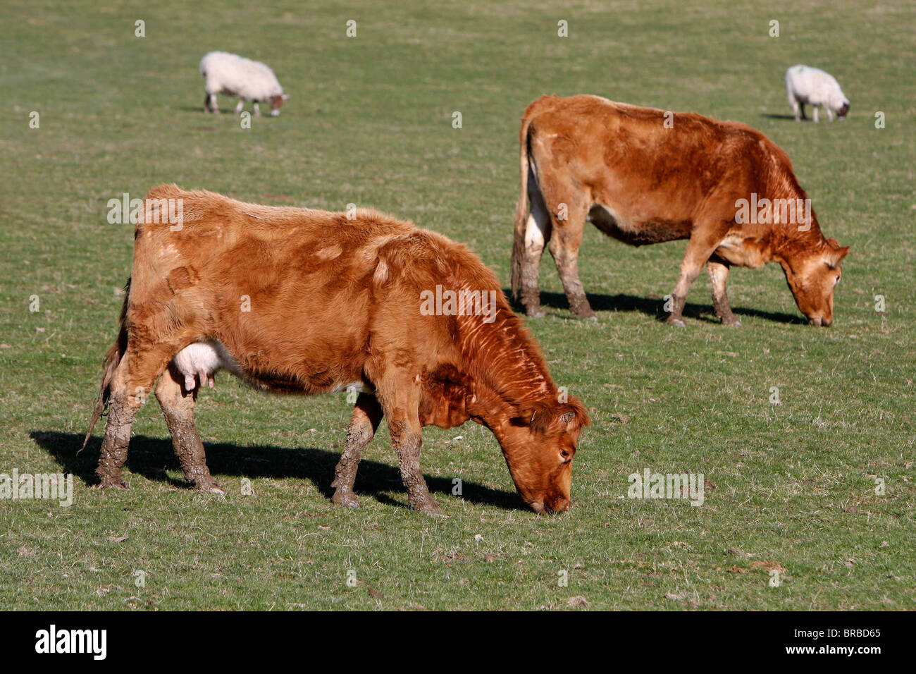 AGRICULTURE Farming Animals Stock Photo - Alamy