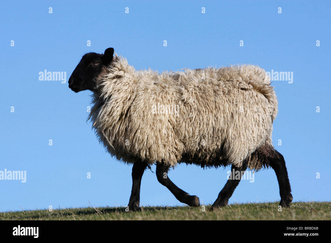 AGRICULTURE Farming Animals Stock Photo - Alamy