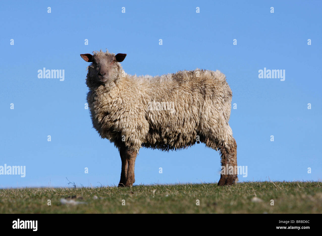 AGRICULTURE Farming Animals Stock Photo - Alamy